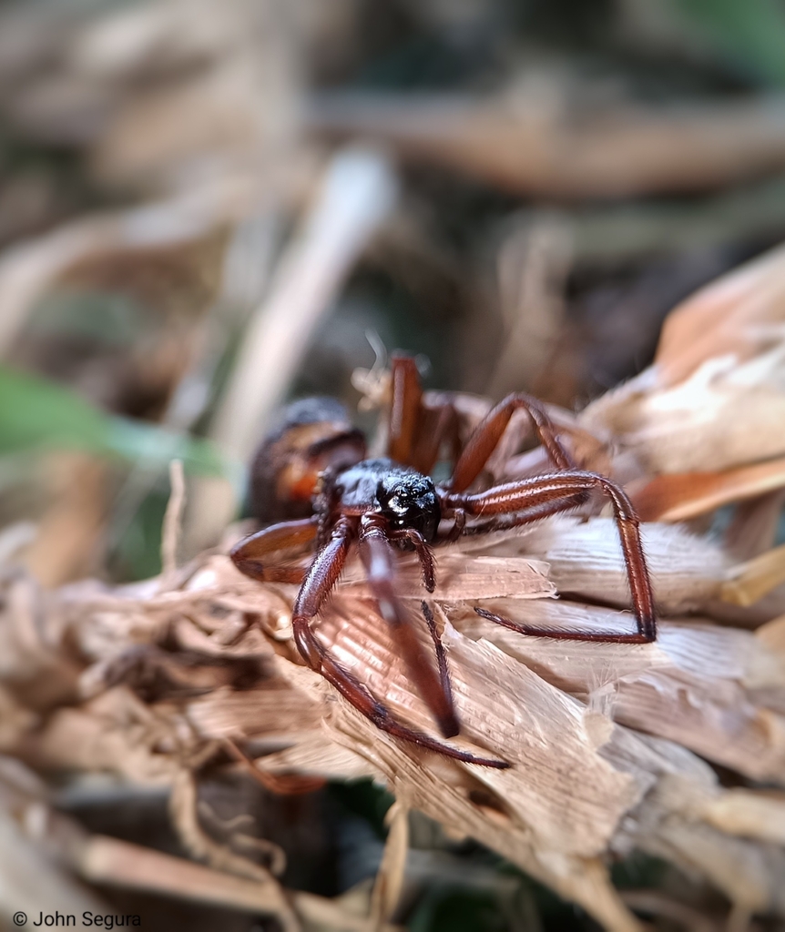 Falsa viuda negra mordedora desde AK 24 - CL 52 Sur, Bogotá, Colombia ...