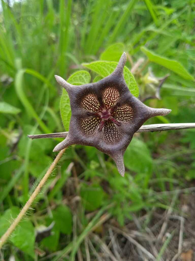 Dictyanthus from 71010 San Andrés Chicahuaxtla, Oax., México on August ...