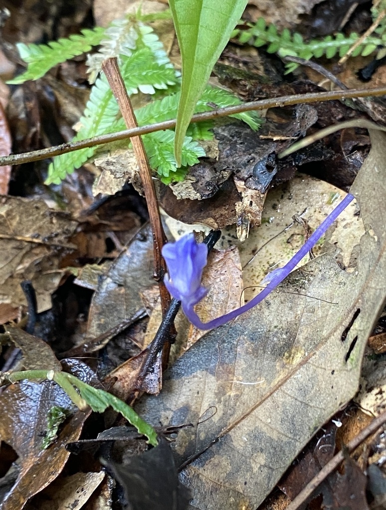 Burmannia itoana in August 2024 by 曉月 · iNaturalist