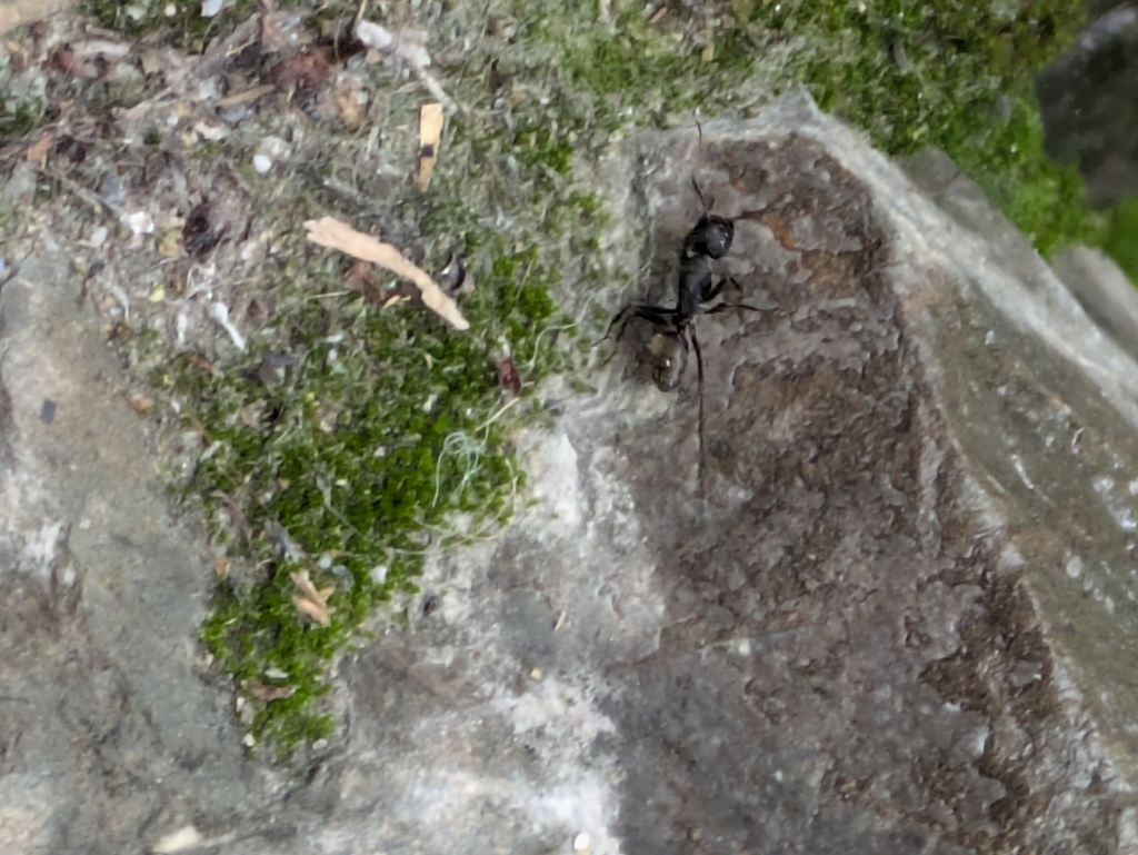 Japanese Carpenter Ant from Japan, 〒616-8385 Kyoto, Ukyo Ward ...