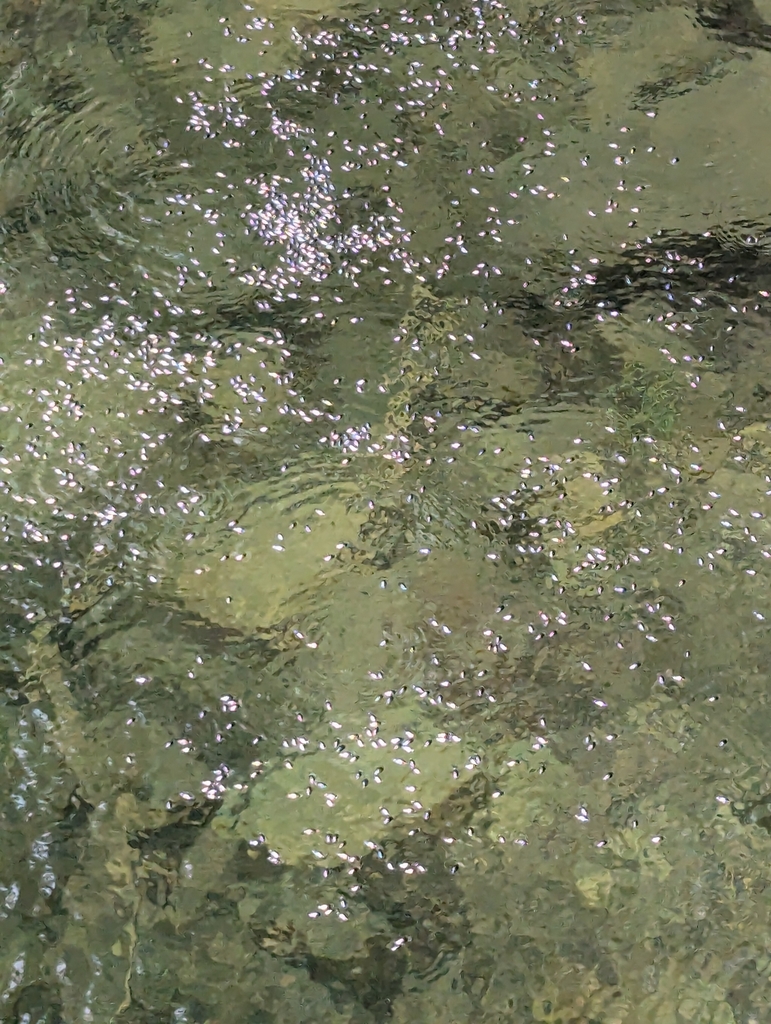 Gyrinus from Likely, BC V0L 1N0, Canada on August 12, 2024 at 03:08 PM ...