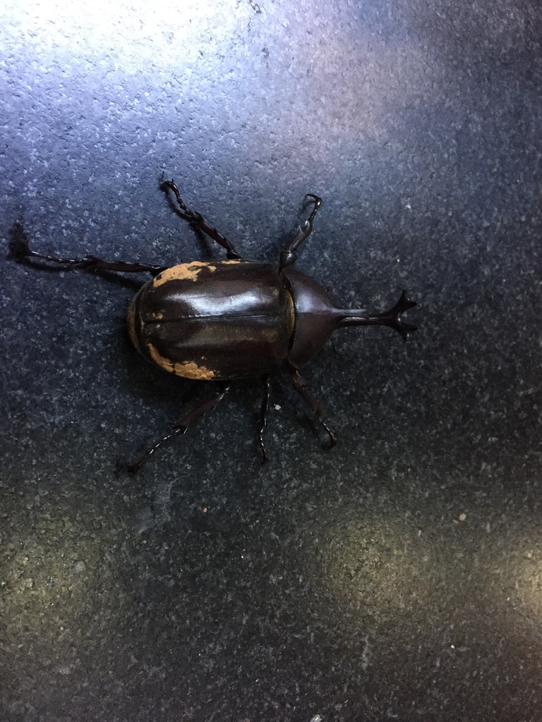 Trypoxylus dichotomus tsunobosonis from 松山街118號, 名間鄉, , TW on June 15 ...