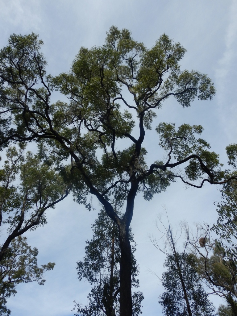 Rough-barked Apple from East Gippsland Shire, Maramingo Creek, VIC, AU ...