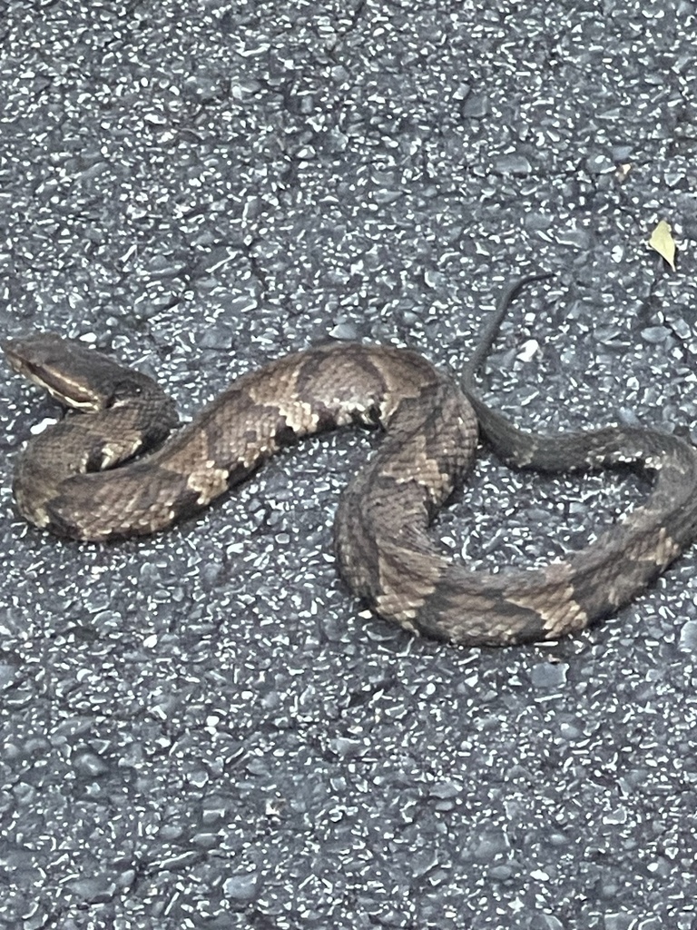 Copperheads, Cottonmouths, and Cantils from Grass Island, Orange Beach ...