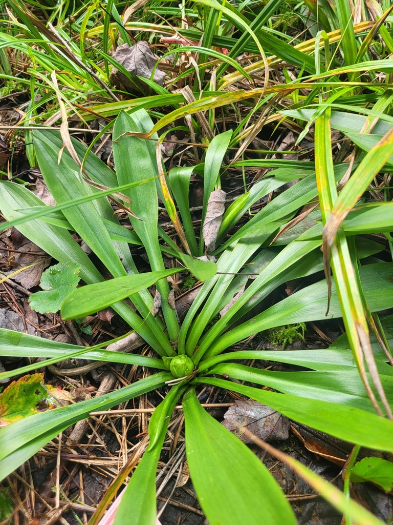 swamp pink in August 2024 by Cason Verhine · iNaturalist
