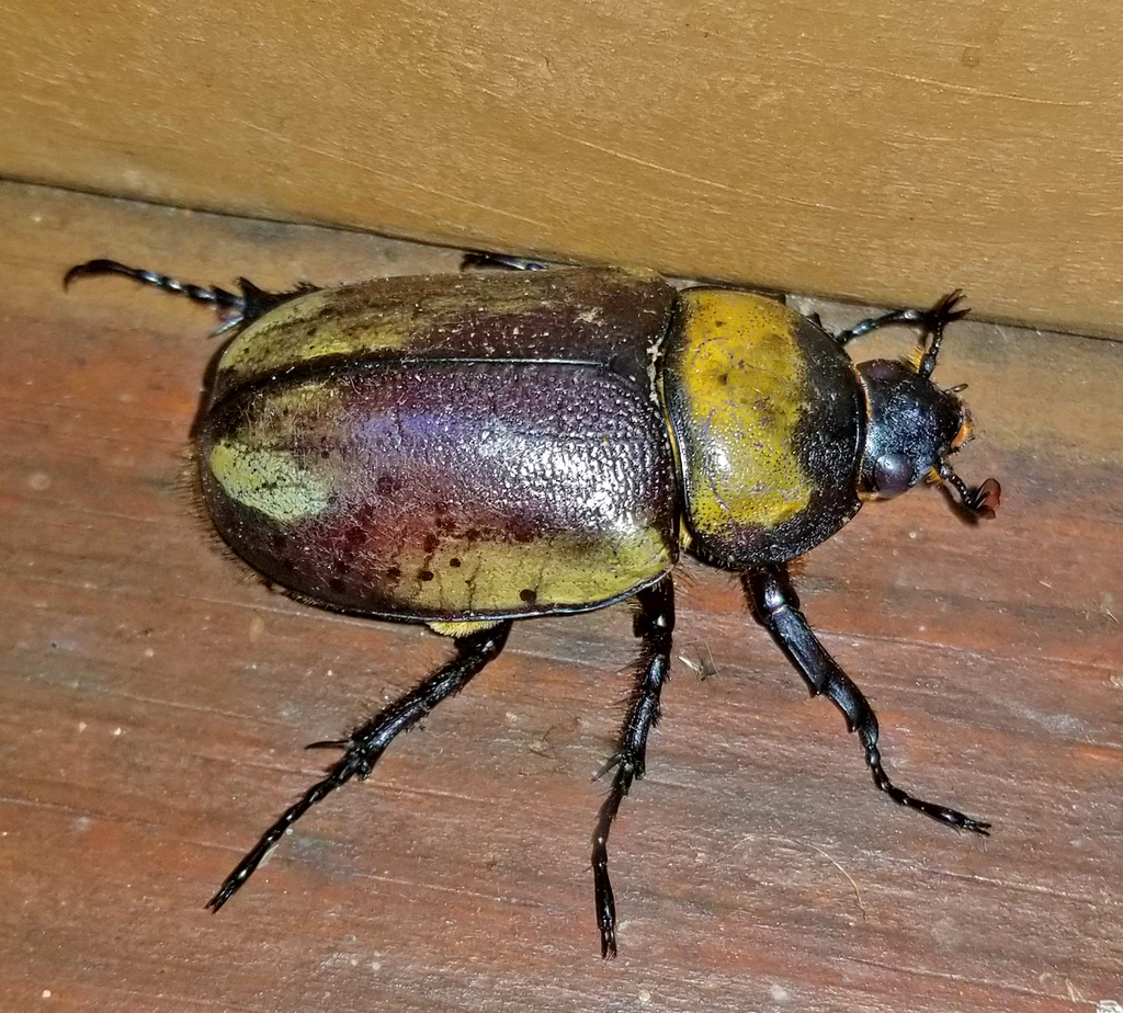 Eastern Hercules Beetle from Fentress County, TN, USA on August 15 ...