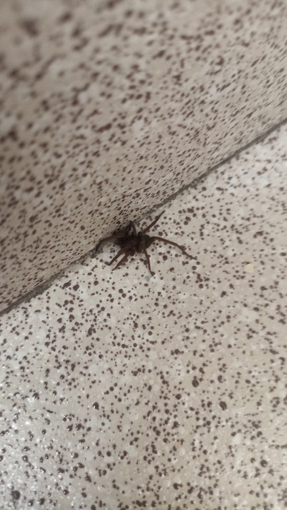 Zorocrates from Noria Alta, Guanajuato, Gto., México on August 15, 2024 ...