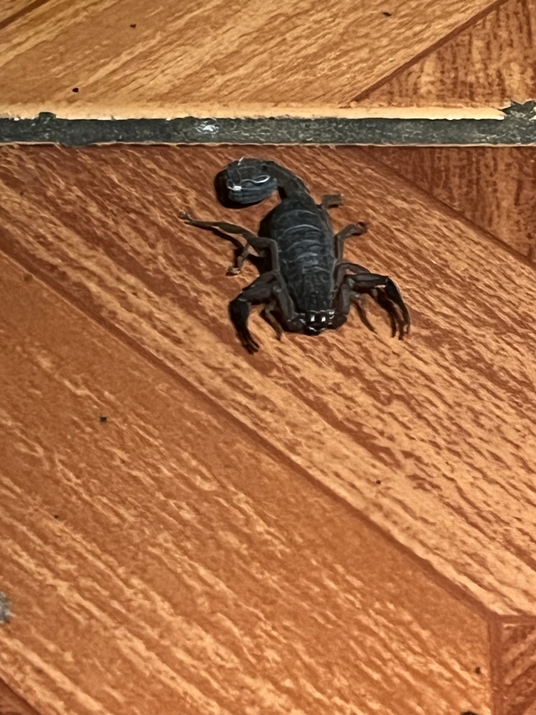 Edward's Bark Scorpion from Hojancha, Guanacaste, CR on August 14, 2024 ...