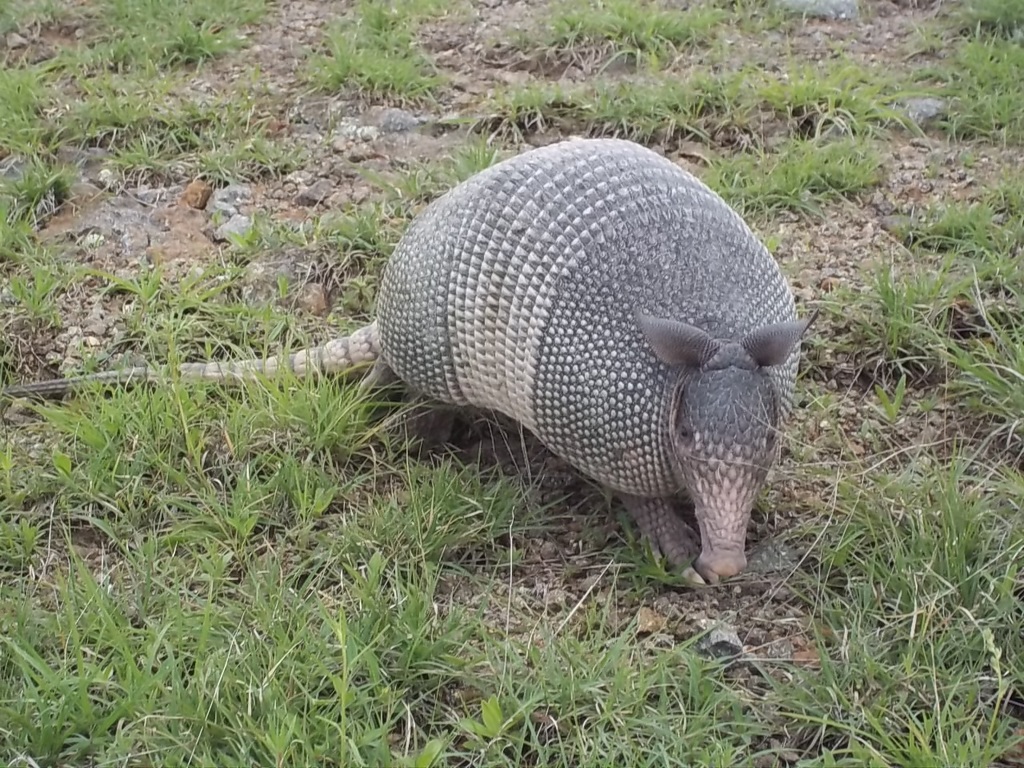 Nine-banded Armadillo from San José del Progreso, Oax., México on June ...