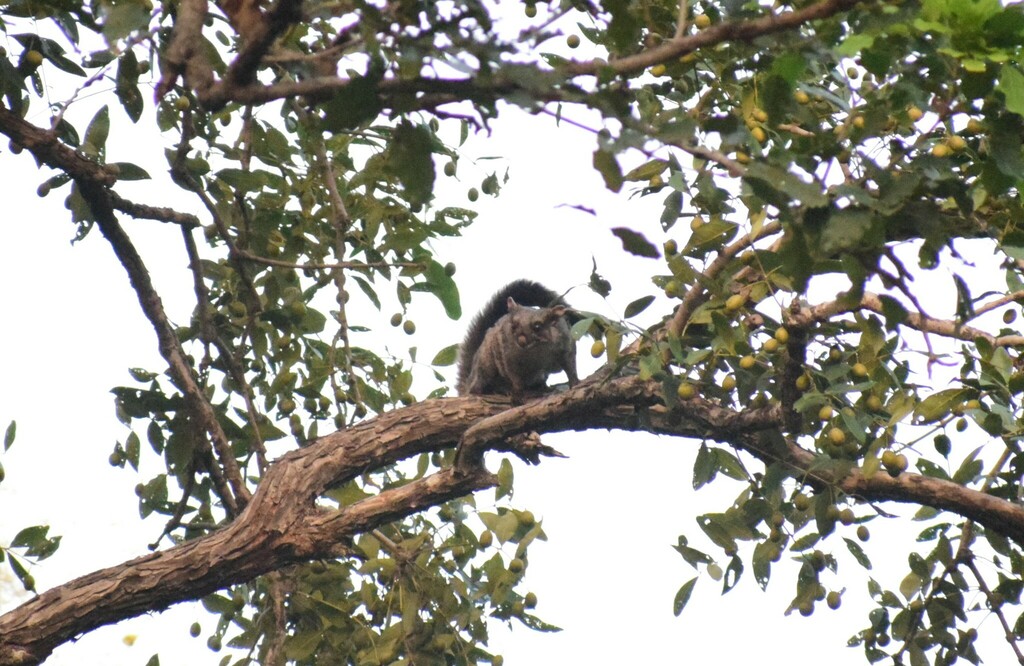 Indian Giant Flying Squirrel from Tadoba-Andhari Tiger Reserve ...