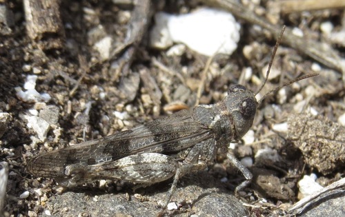 Sphingonotus fuscoirroratus · iNaturalist Mexico