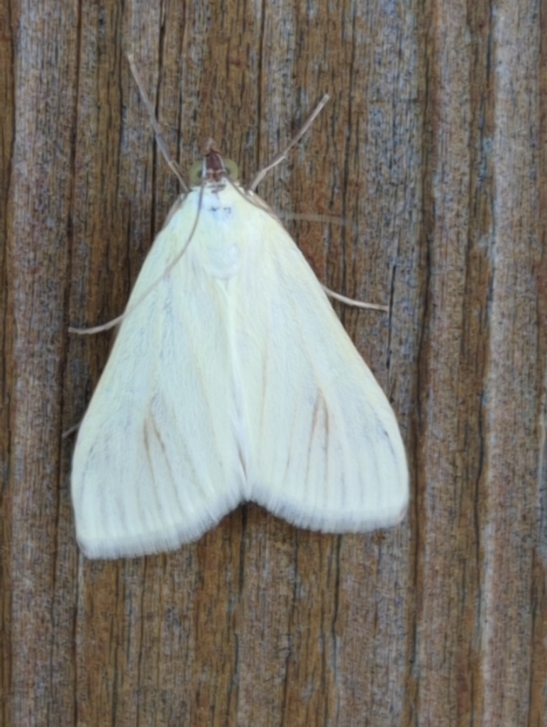 Carrot Seed Moth from Sand Lake, MI 49343, USA on August 13, 2024 at 10 ...