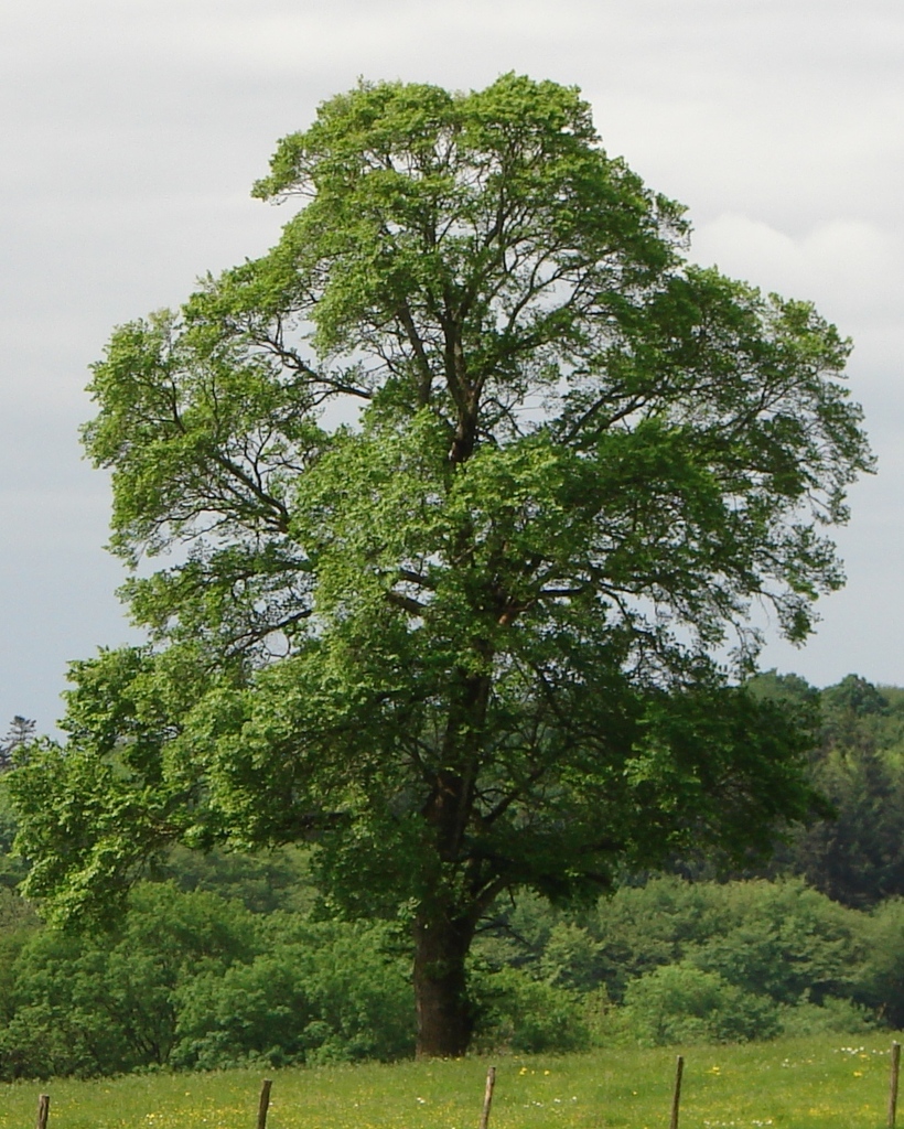 Field Elm complex (Ulmus minor) - Botanical Realm
