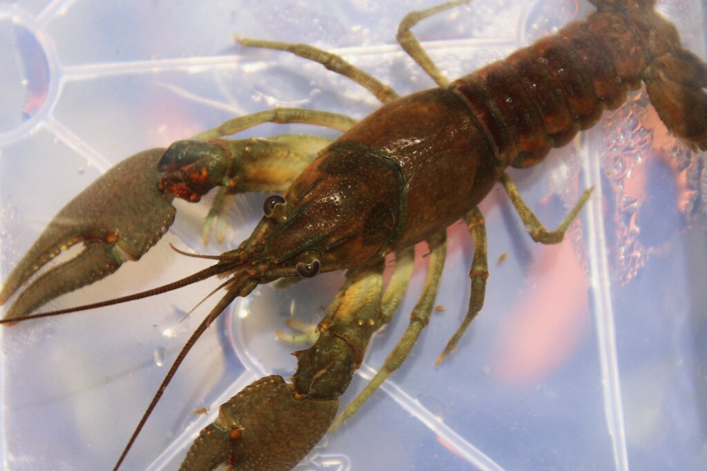 Allegheny Crayfish from Oil City, PA 16301, USA on August 15, 2024 at ...