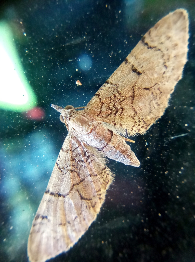 Pug Moths from Ахелой on 15 August, 2024 by Galin Ivanov · iNaturalist ...
