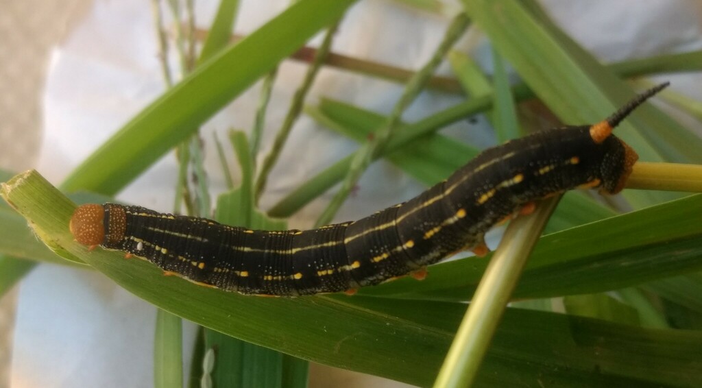 White-lined Sphinx from San Andrés Huayápam, Oax., México on August 15 ...