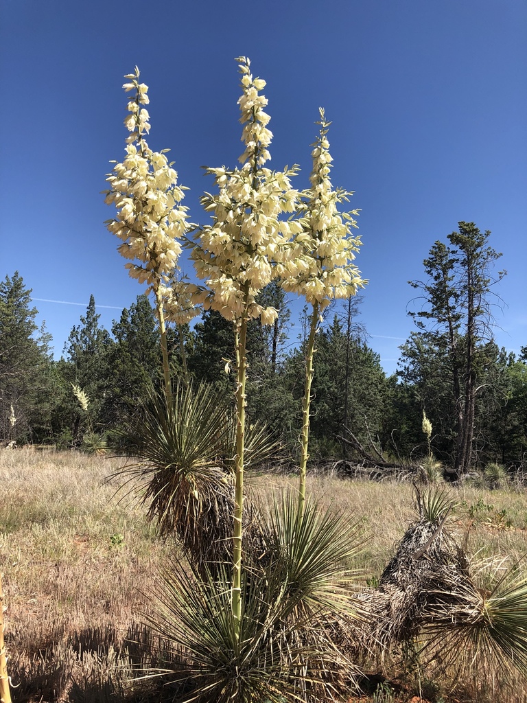 soaptree yucca from Coconino National Forest, Sedona, AZ, US on June 13 ...