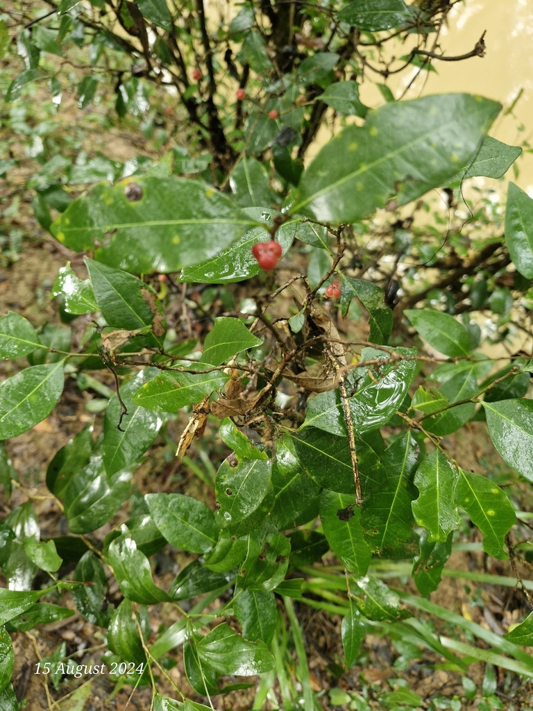 Cleistanthus from Cooloola (excl. Gympie), AU-QL, AU on August 15, 2024 ...