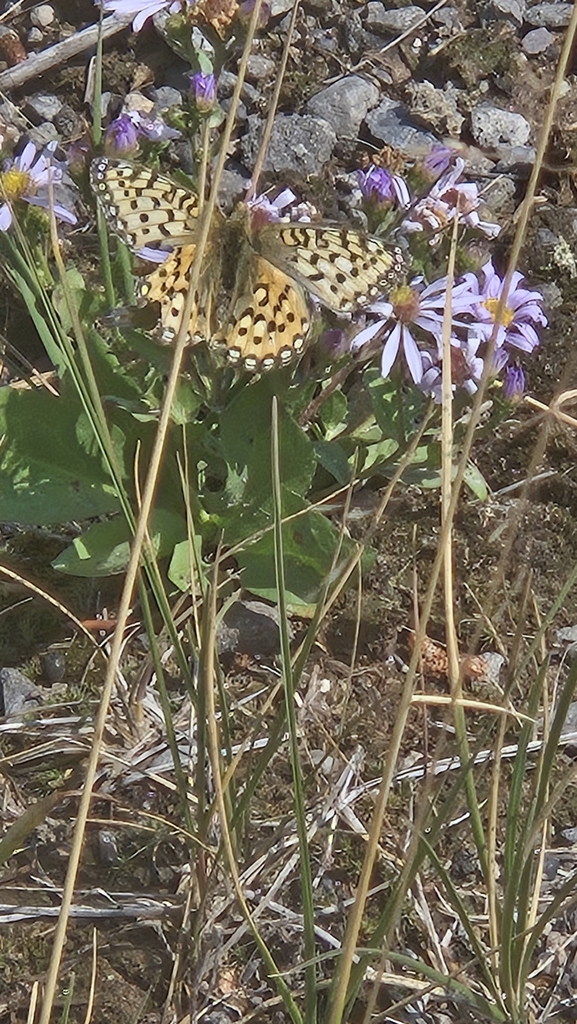 Speyeria from Mammoth, WY 82190, USA on August 15, 2024 at 12:44 PM by ...