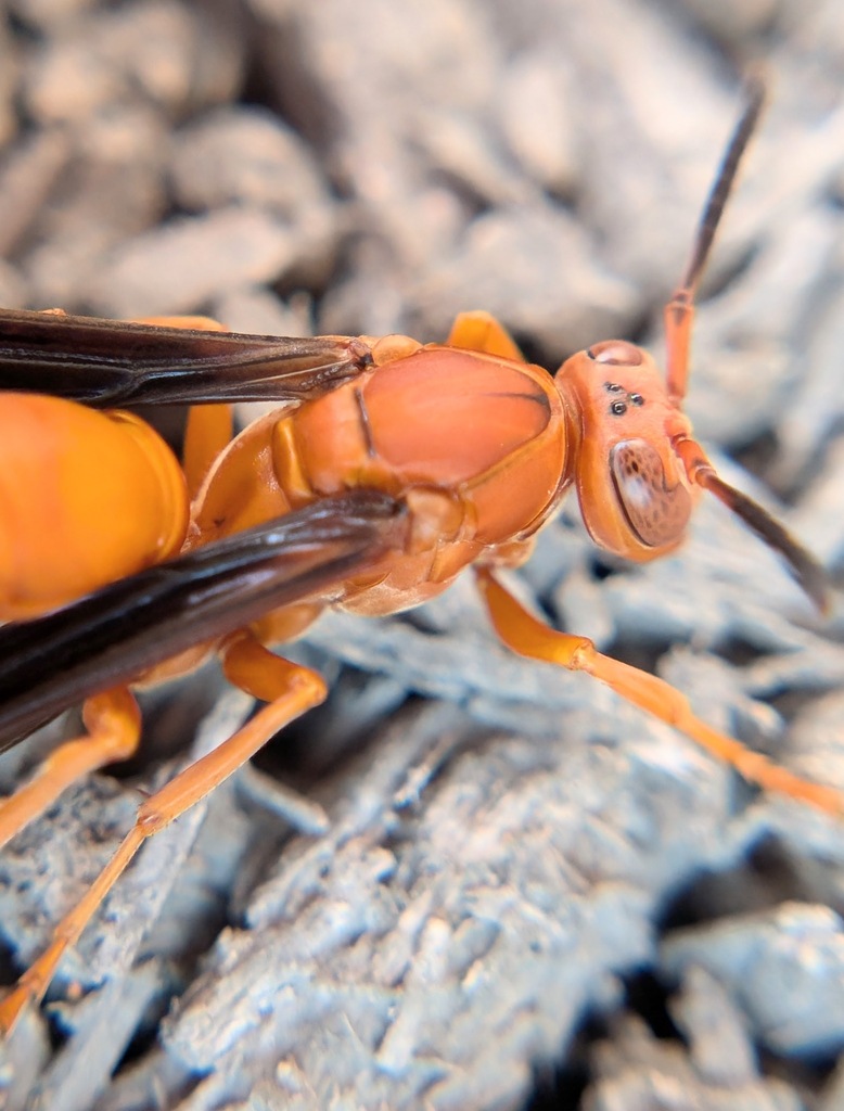 Fine-backed Red Paper Wasp from Redmont Park, Birmingham, AL, USA on ...