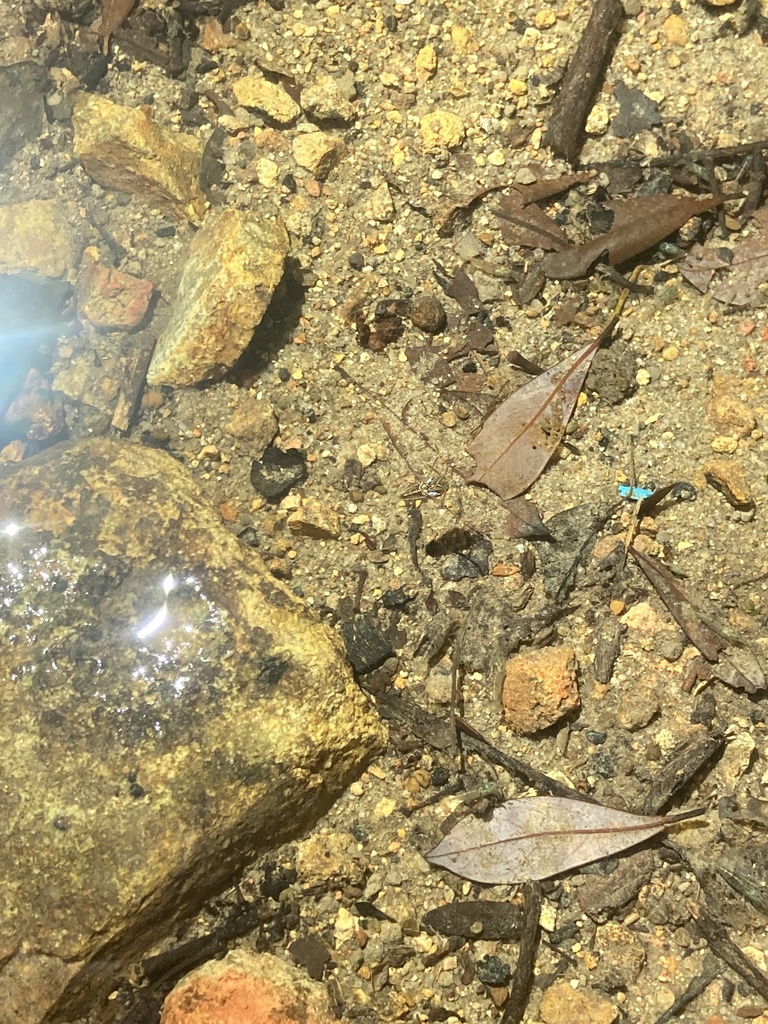 Enithares from 薄扶林郊野公園, 山頂, 香港, HK on August 15, 2024 at 09:38 PM by ...