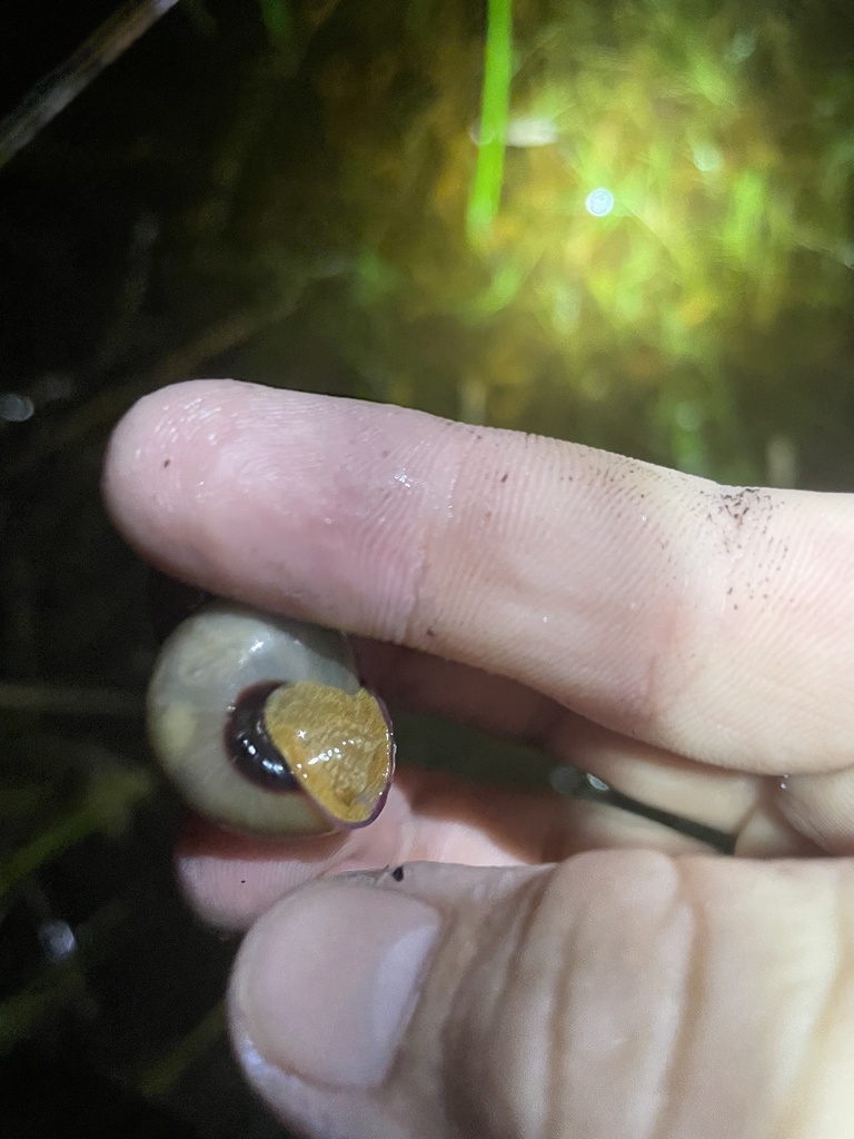 Ourimbah Forest Snail from Norah Head, NSW, AU on August 15, 2024 at 06 ...