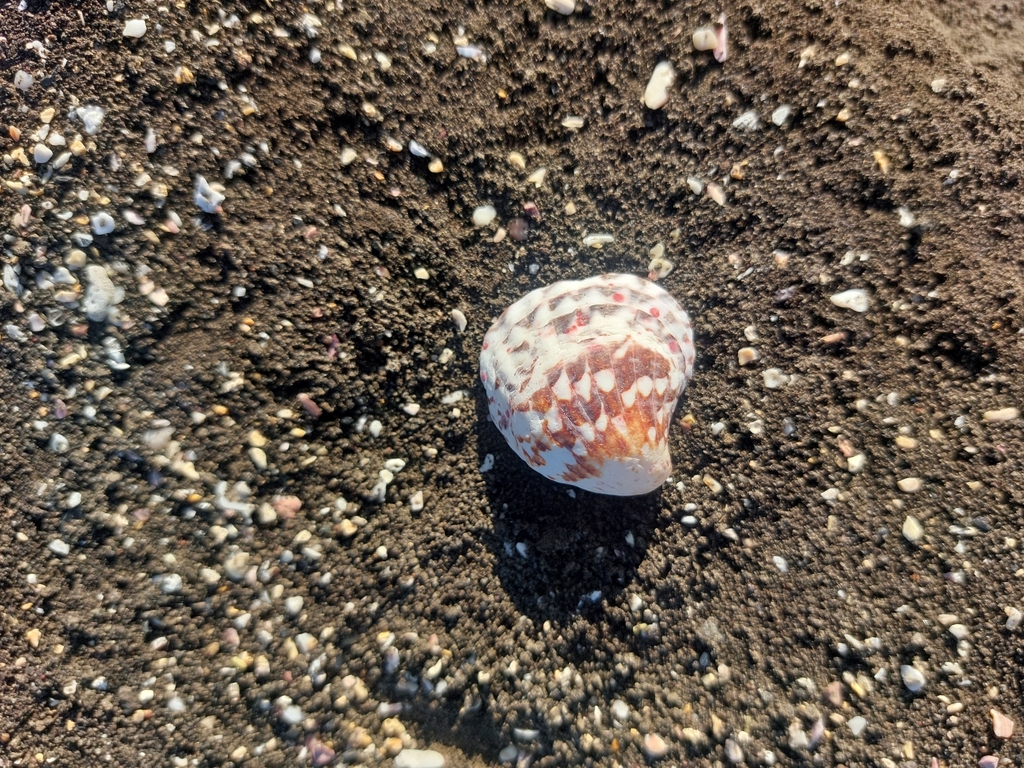 Strophocardia megastropha from Santa Cruz, Parque Nacional Galápagos ...