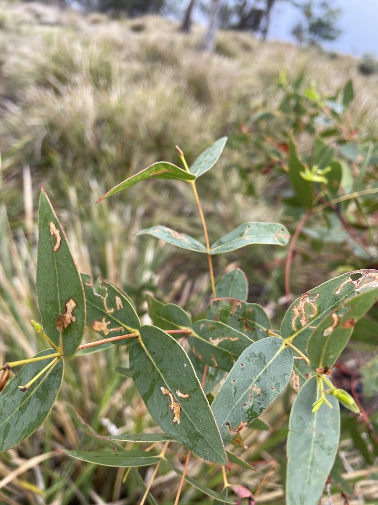 manna gum from Tasmania, Geilston Bay, TAS, AU on August 16, 2024 at 02 ...
