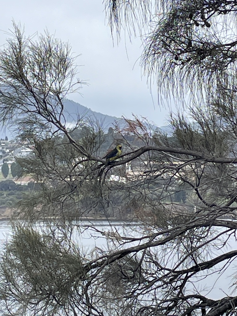 Green Rosella from Tasmania, Geilston Bay, TAS, AU on August 16, 2024 ...