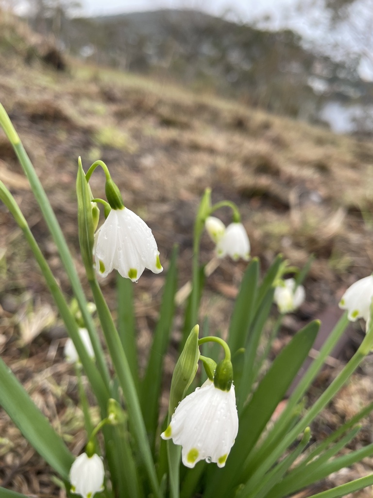 Summer snowflake from Tasmania, Geilston Bay, TAS, AU on August 16 ...