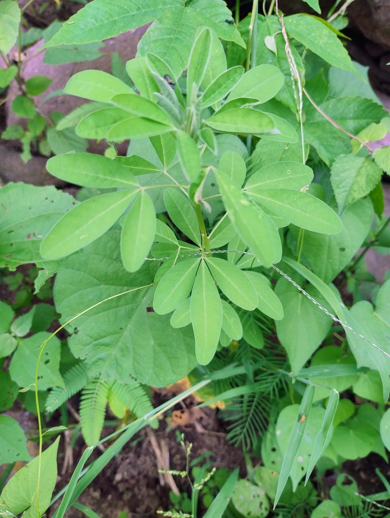 Chipil desde 80311 Sin., México el 03 de agosto de 2024 a las 04:23 PM ...