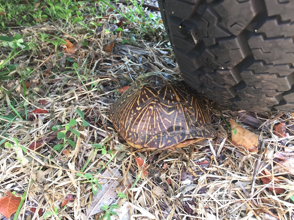 Florida Box Turtle in May 2018 by ete · iNaturalist