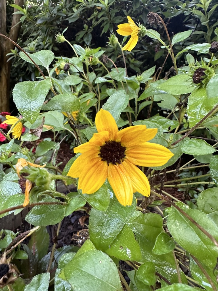 sunflowers and allies from Redding Rd NE, Brookhaven, GA, US on August ...