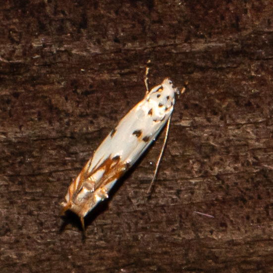 Red-streaked Mompha Moth from Anne Arundel County, MD, USA on June 29 ...