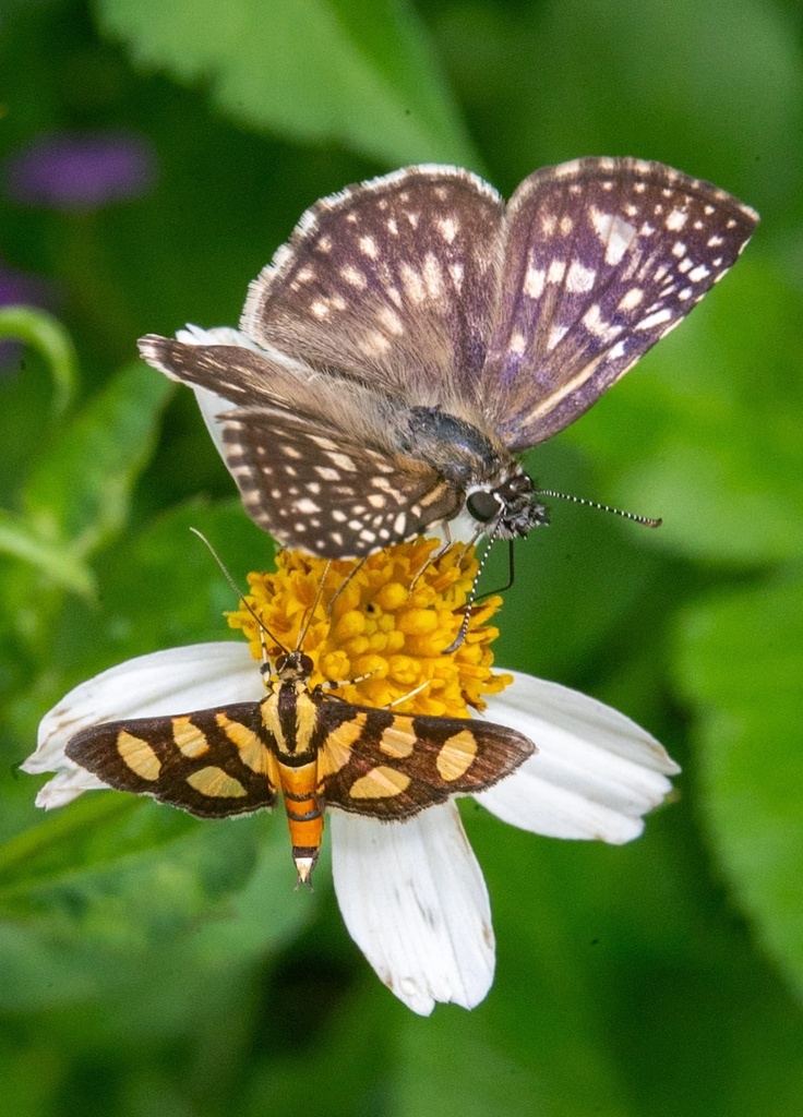 Orange-spotted Flower Moth from Royal Botanic Gardens, Trinidad, Port ...