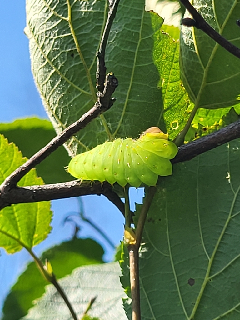 Polyphemus Moth from Angora Township, MN, USA on August 1, 2024 at 03: ...