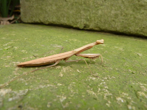 Statilia chayuensis · iNaturalist