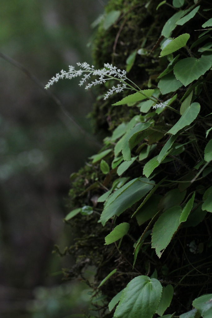 (Tanakaea radicans) - Botanical Realm