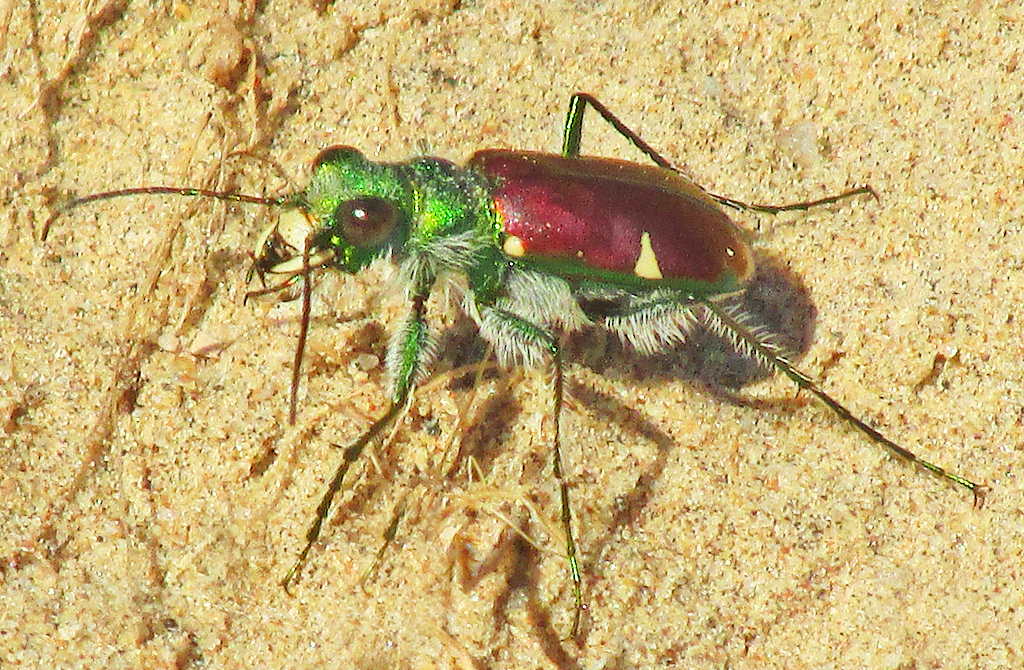 Splendid Tiger Beetle from Scott County, TN, USA on August 16, 2024 at ...