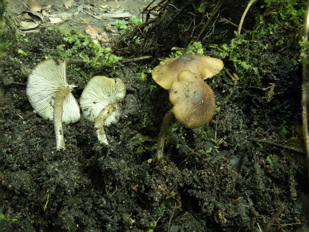 Hydropus nigrita from Metropolitan District of Quito, Ecuador on May 9 ...