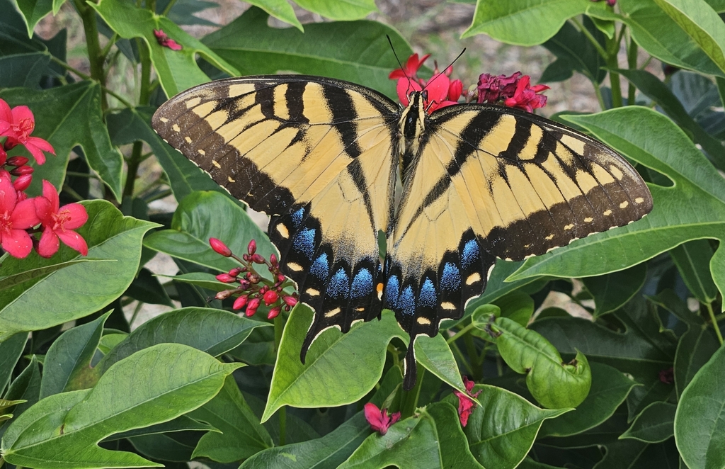Eastern Tiger Swallowtail from Brooksville, FL 34614, USA on August 16 ...