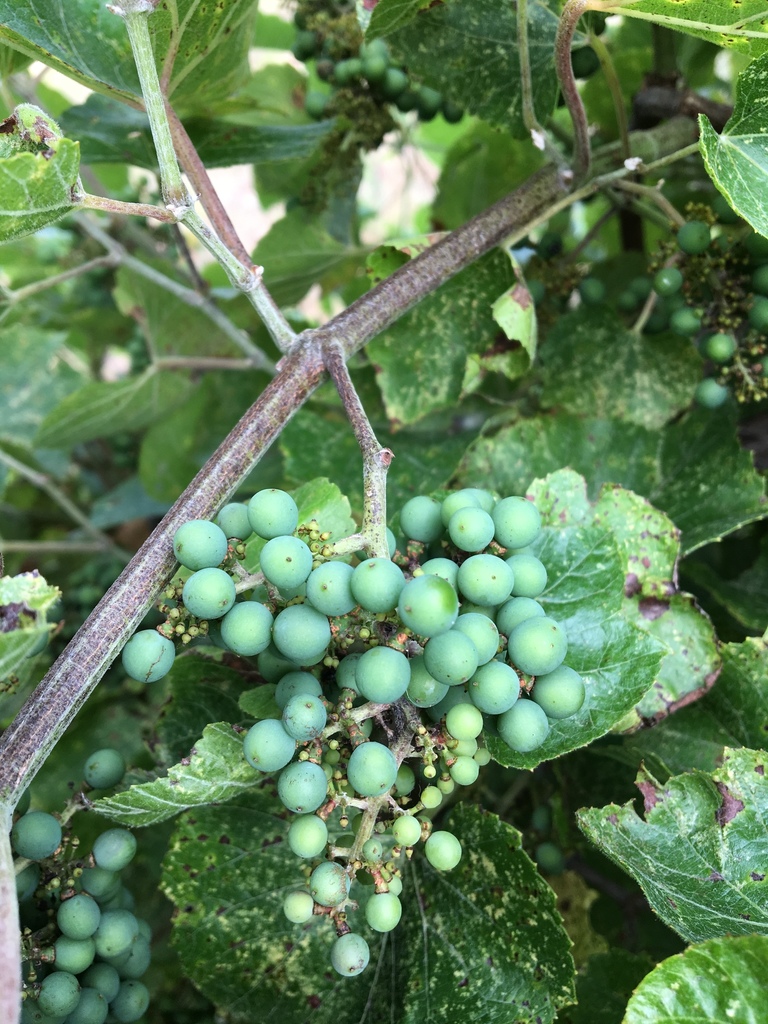 grapevines in June 2019 by hereskay · iNaturalist
