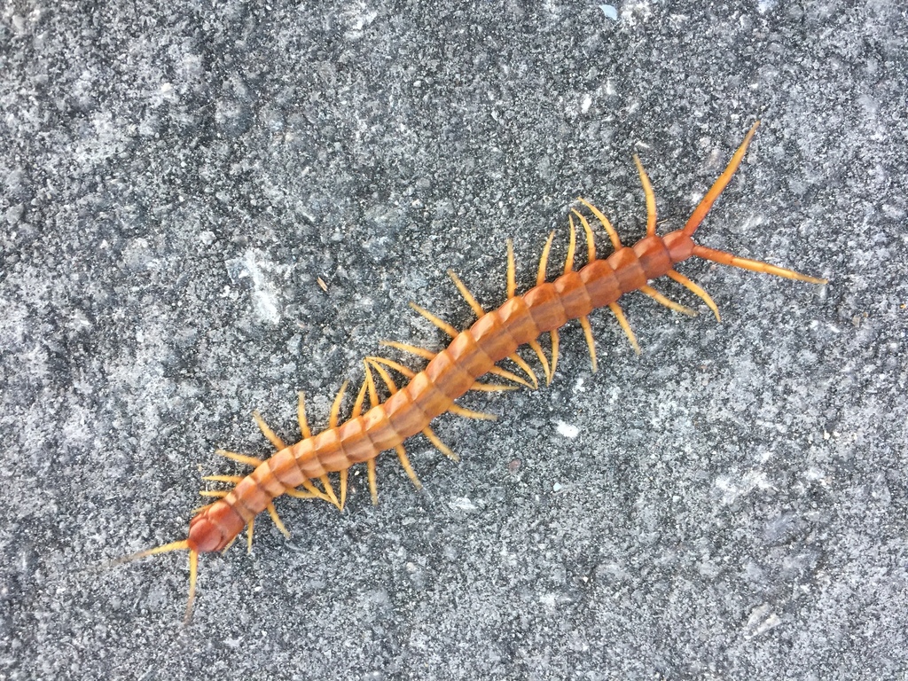 Caribbean Giant Centipede from Big Pine Key, FL 33043, USA on January 6 ...