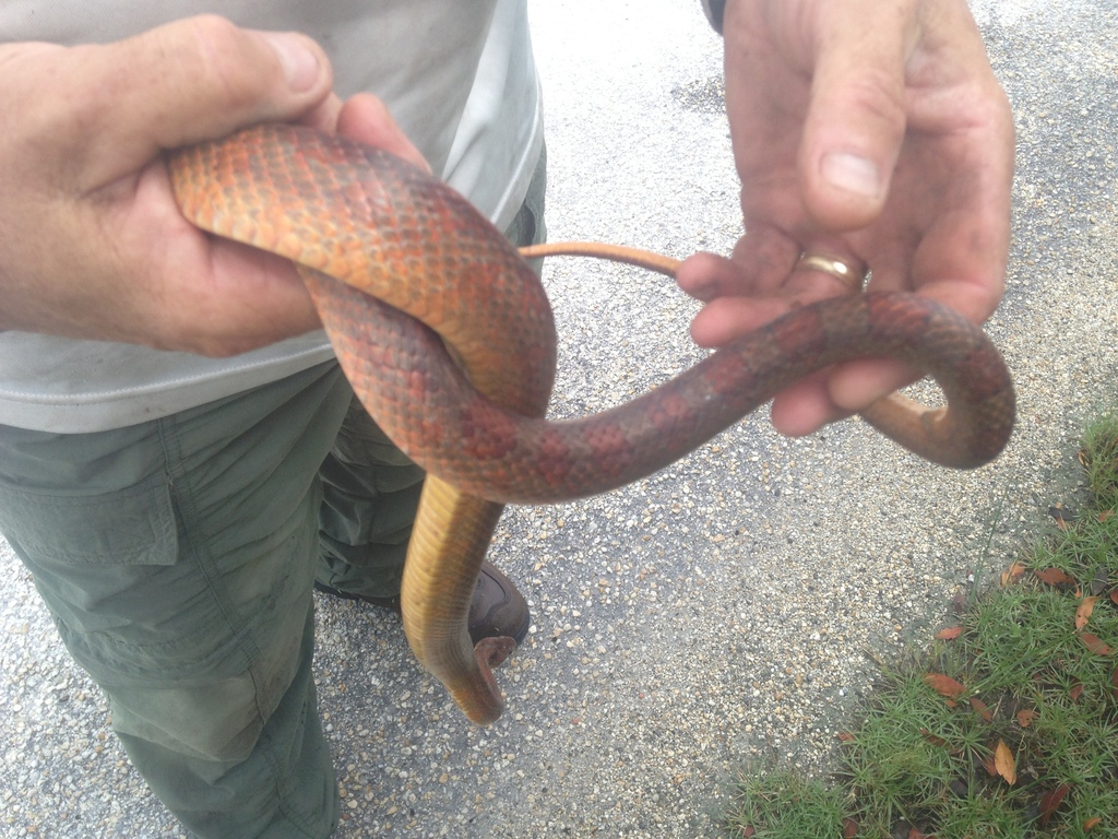 Corn Snake in May 2013 by Mike Rochford · iNaturalist
