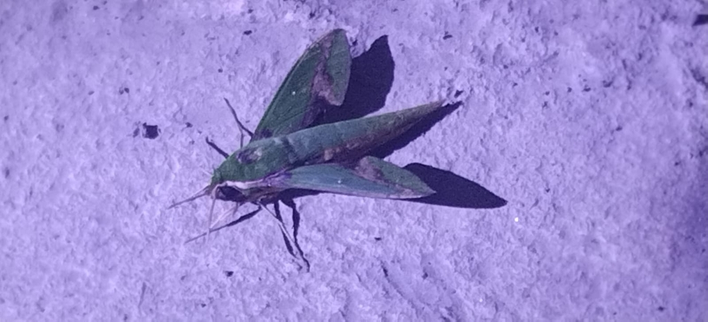 Leafy Sphinx from Panamá, Provincia de Panamá, Panamá on August 16 ...