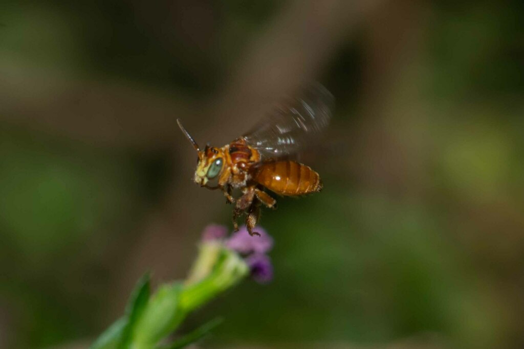 Bees from Tambopata, Peru on August 16, 2024 at 02:28 PM by Alistair ...
