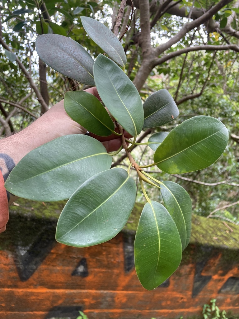 Port Jackson fig from Oʻahu, Kailua, HI, US on August 16, 2024 at 10:29 ...
