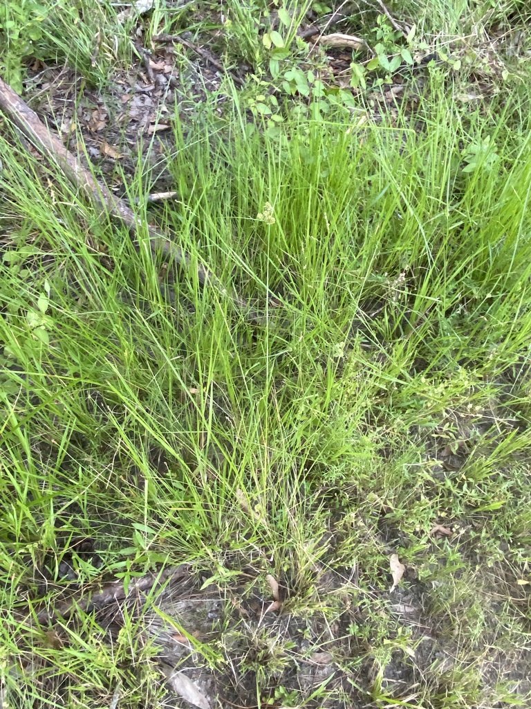 Winter Bentgrass from State Highway 35, Alvin, TX, US on August 16 ...