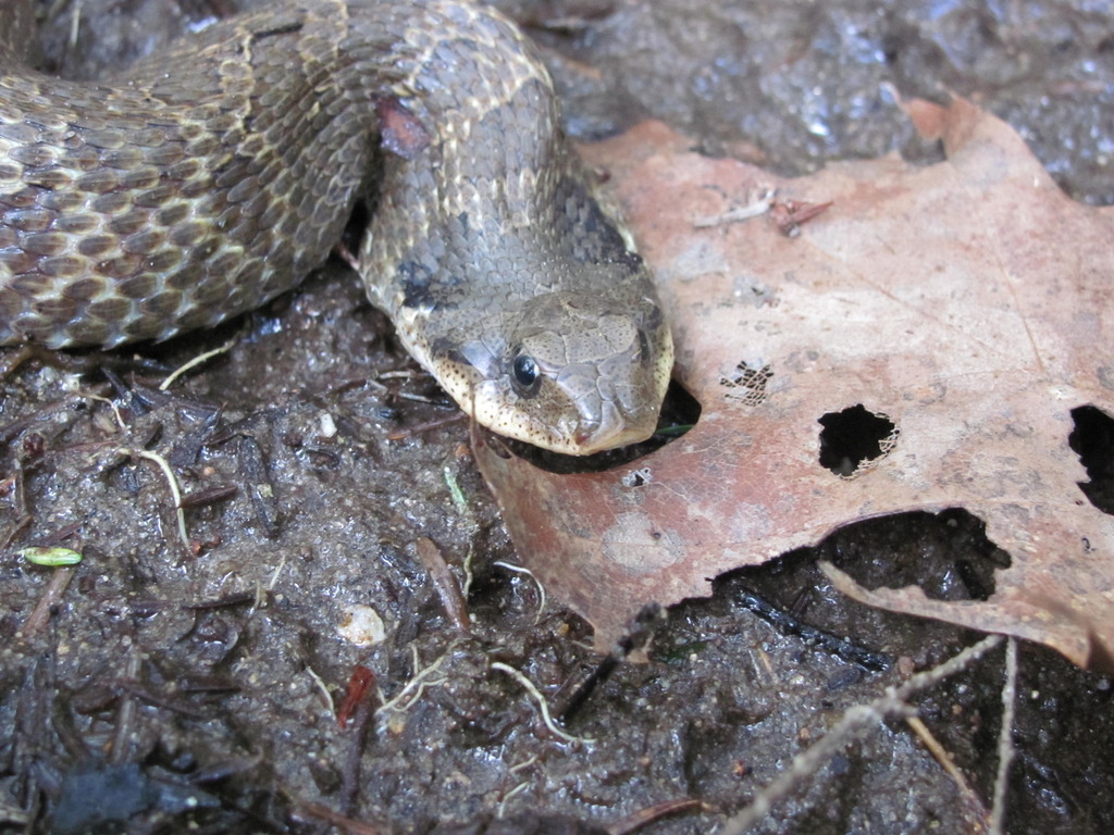 Eastern Hognose Snake in April 2010 by Jonathan Trouern-Trend. Found ...