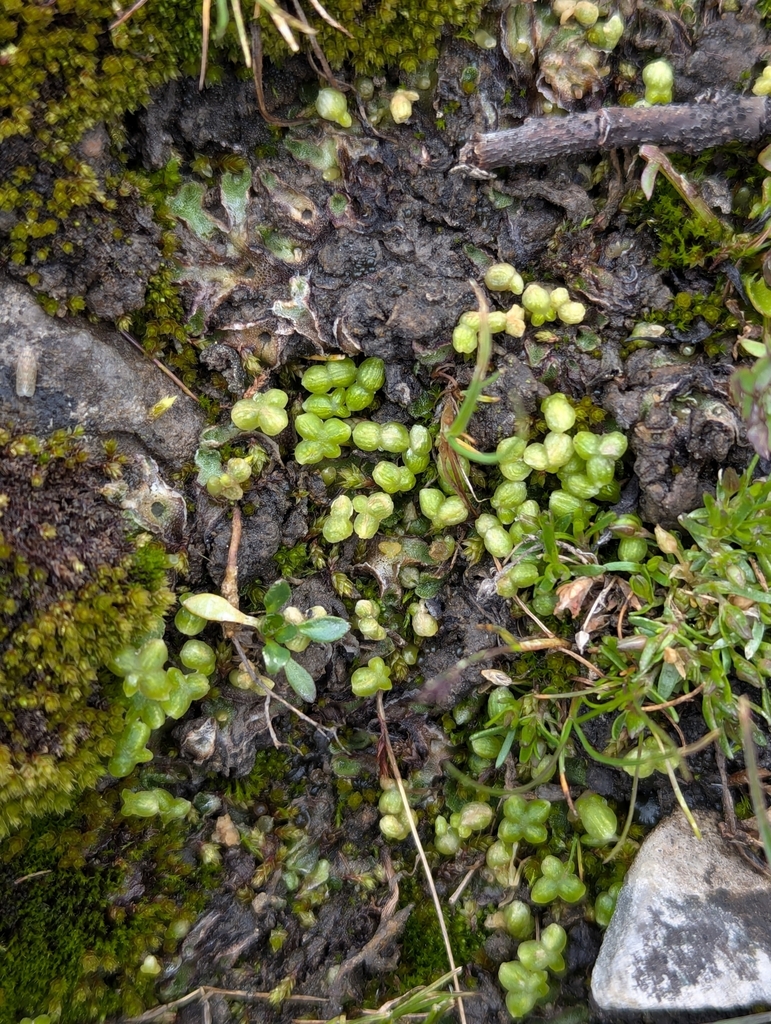 Hyaline Liverwort from Exshaw, AB T0L 2C0, Canada on August 14, 2024 at ...